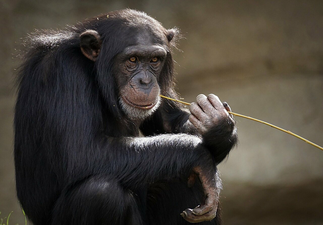 Study Sheds New Light On Behavior Of Humans Closest Relatives Chimpanzees