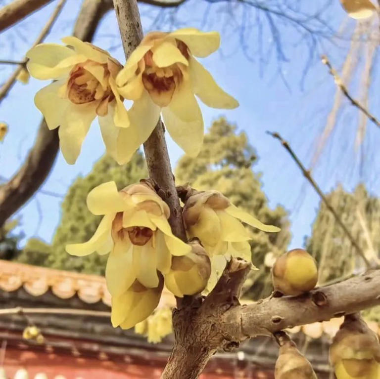 蜡梅花开！春日赏花季正式开启