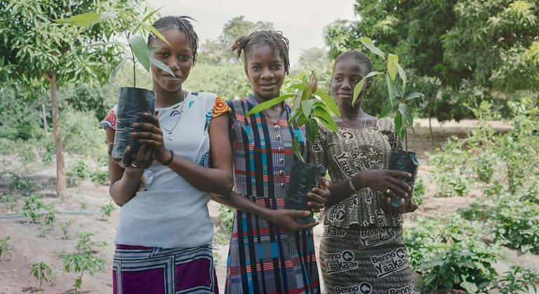 El Buscador Ecosia Roza Los 200 Millones De árboles Plantados