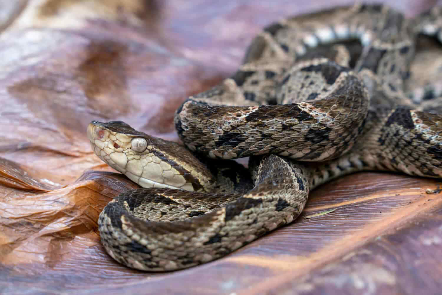 Meet The Deadliest Snake In The Americas