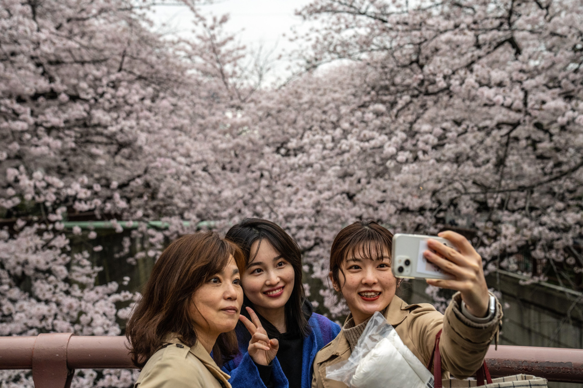 Tips And Trivia To Enjoy The Japanese Cherry Blossom Season