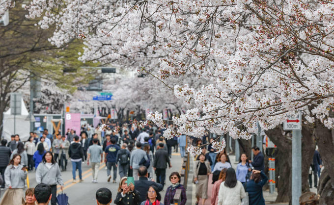 늦어진 벚꽃 개화봄꽃축제 교통통제 8일까지 연장 한강로 사진관