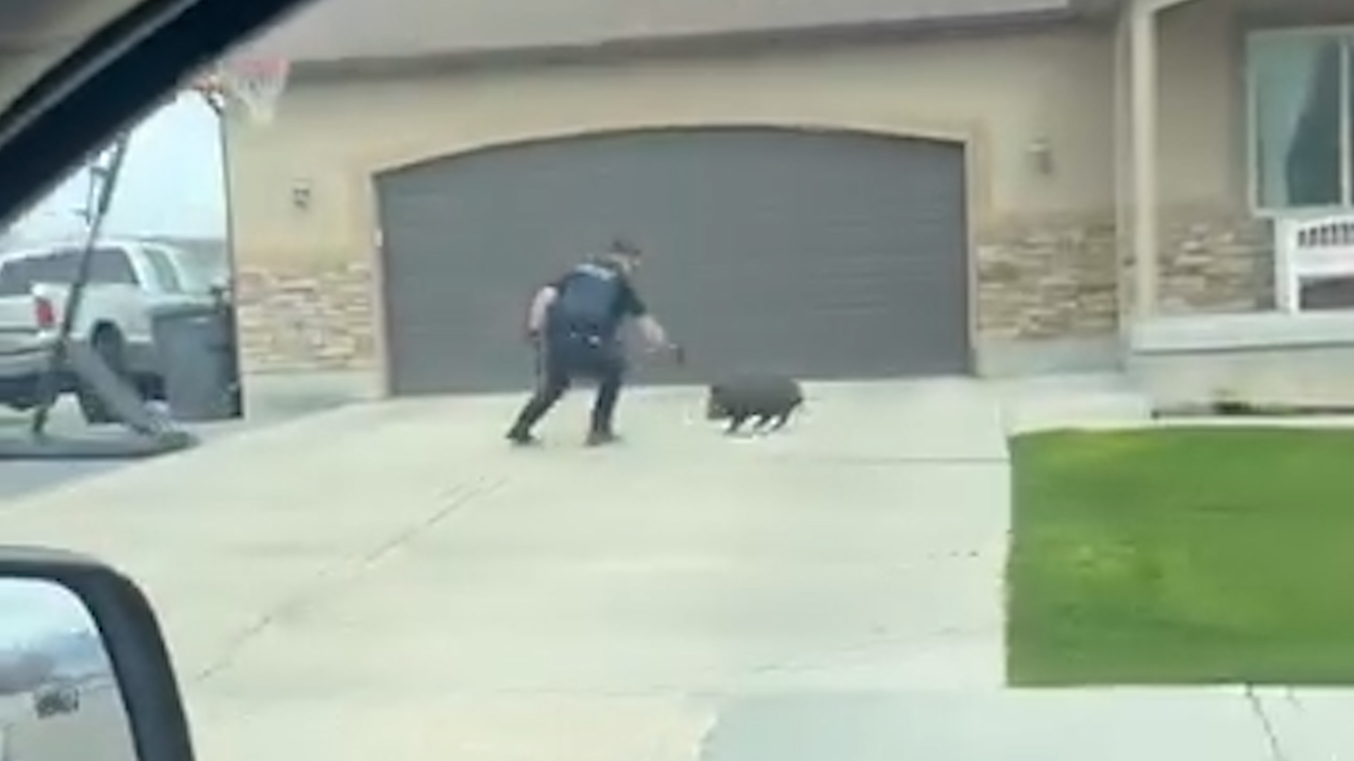 Cop Hilariously Wrangles Runaway Pig