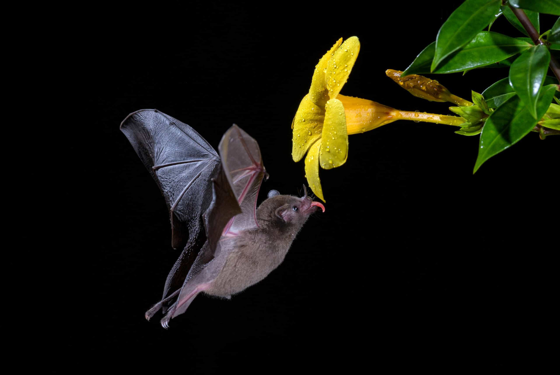 Kleine Vampire Die Geheime Welt Der Fledermaus