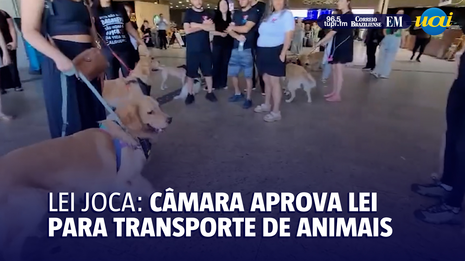 Câmara Aprova A Lei Para Transportes De Animais