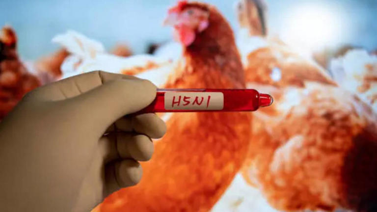 Australia Reports First Human Bird Flu Case May Have Been Infected In