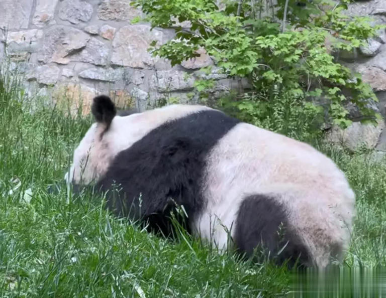 顶流国宝大熊猫丫丫煊笋笋，窝窝头吃得津津有味，爬草丛小憩！