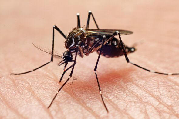 Cdc Issues Urgent Dengue Fever Warning As 41 Travelers In New Jersey