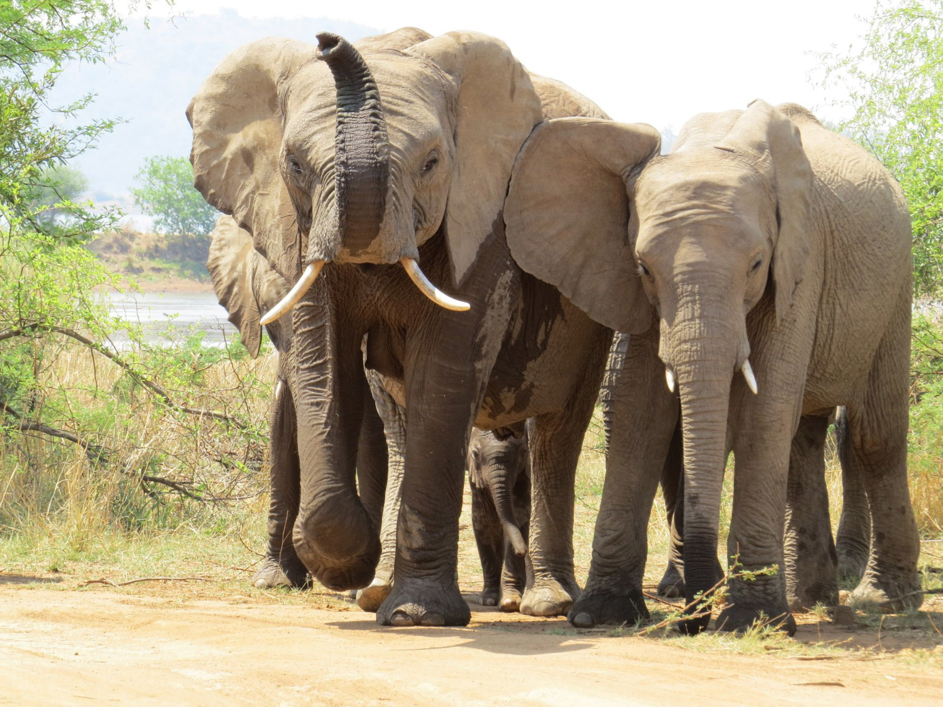 Safari Tourist Crushed To Death By Elephants After Leaving Car For A