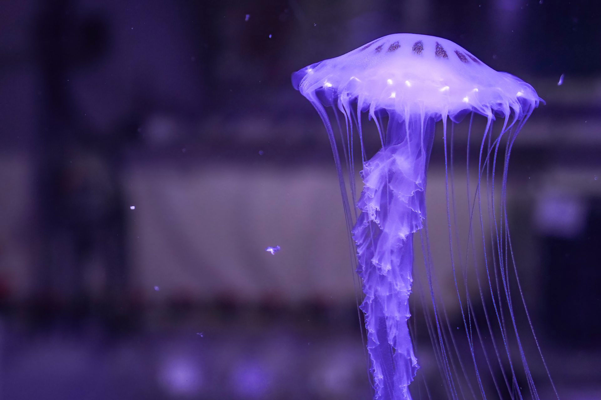 How To Really Treat Jellyfish Stings Its Not What You Think