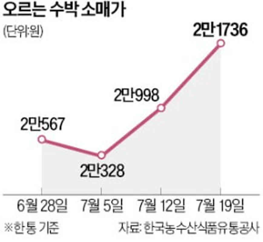 수박 왜 이렇게 밍밍하지 환불 속출이유 알고 보니