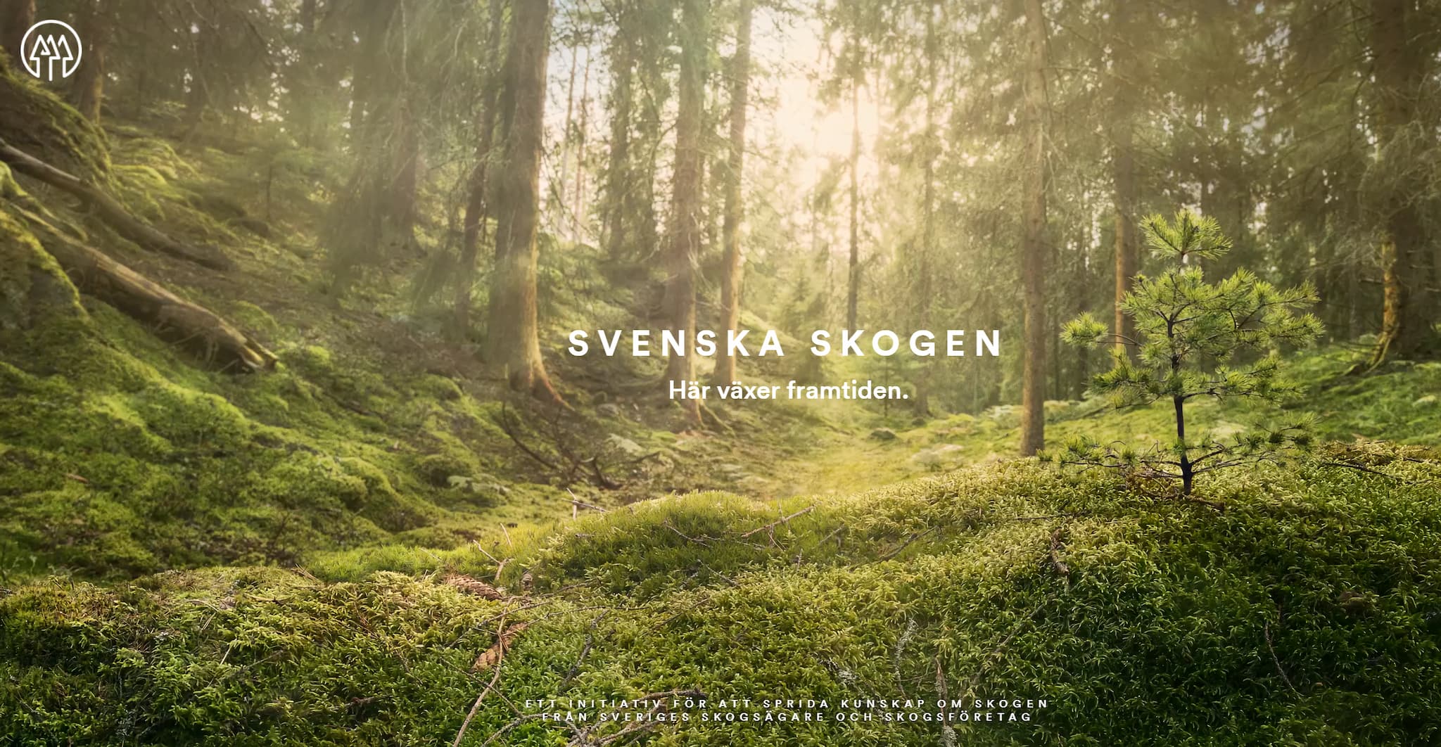 Svenska Skogen Snart 200 Miljoner Satsade