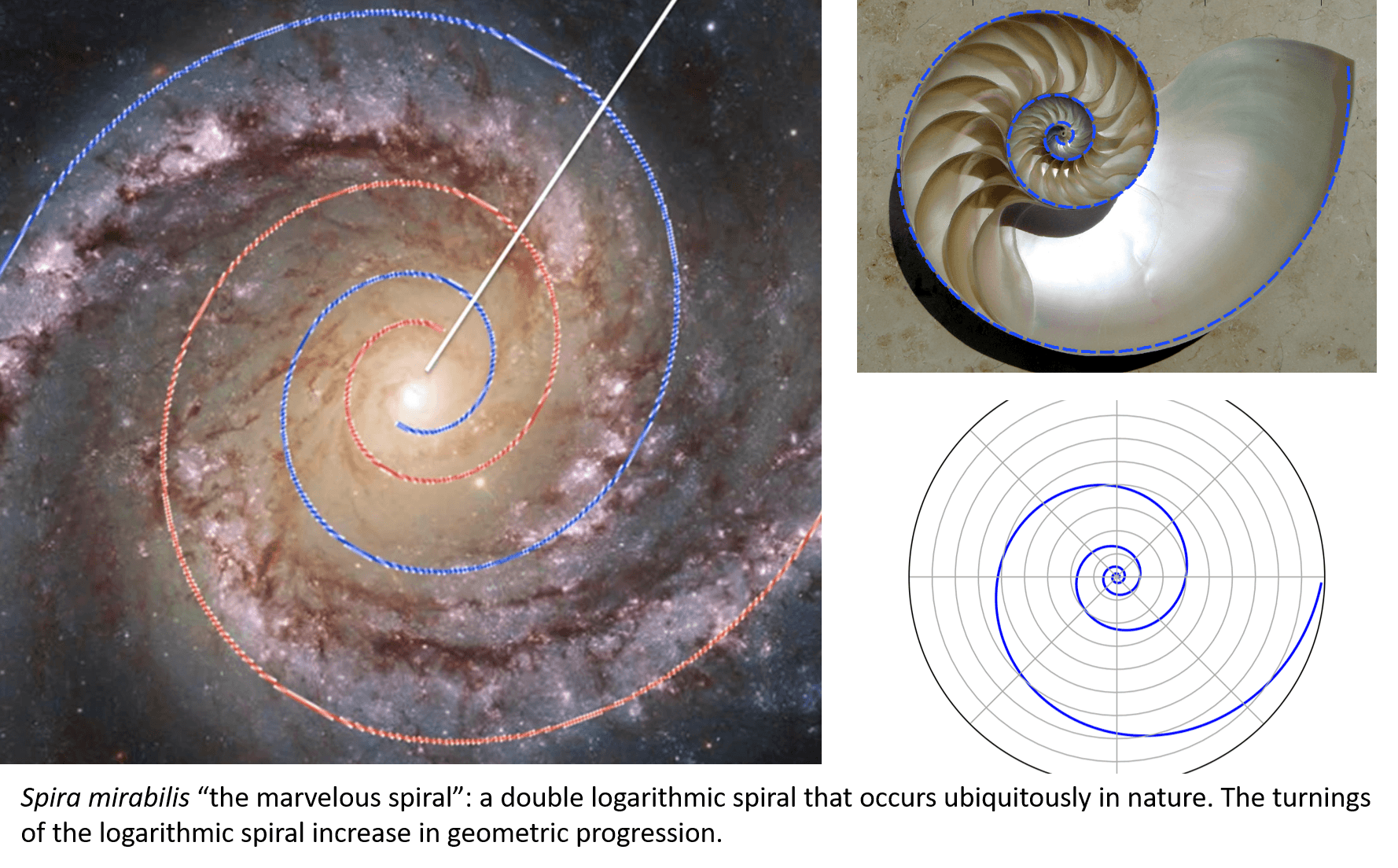 Morphogenic Field Is Real Scientists Show How To Understand Nature