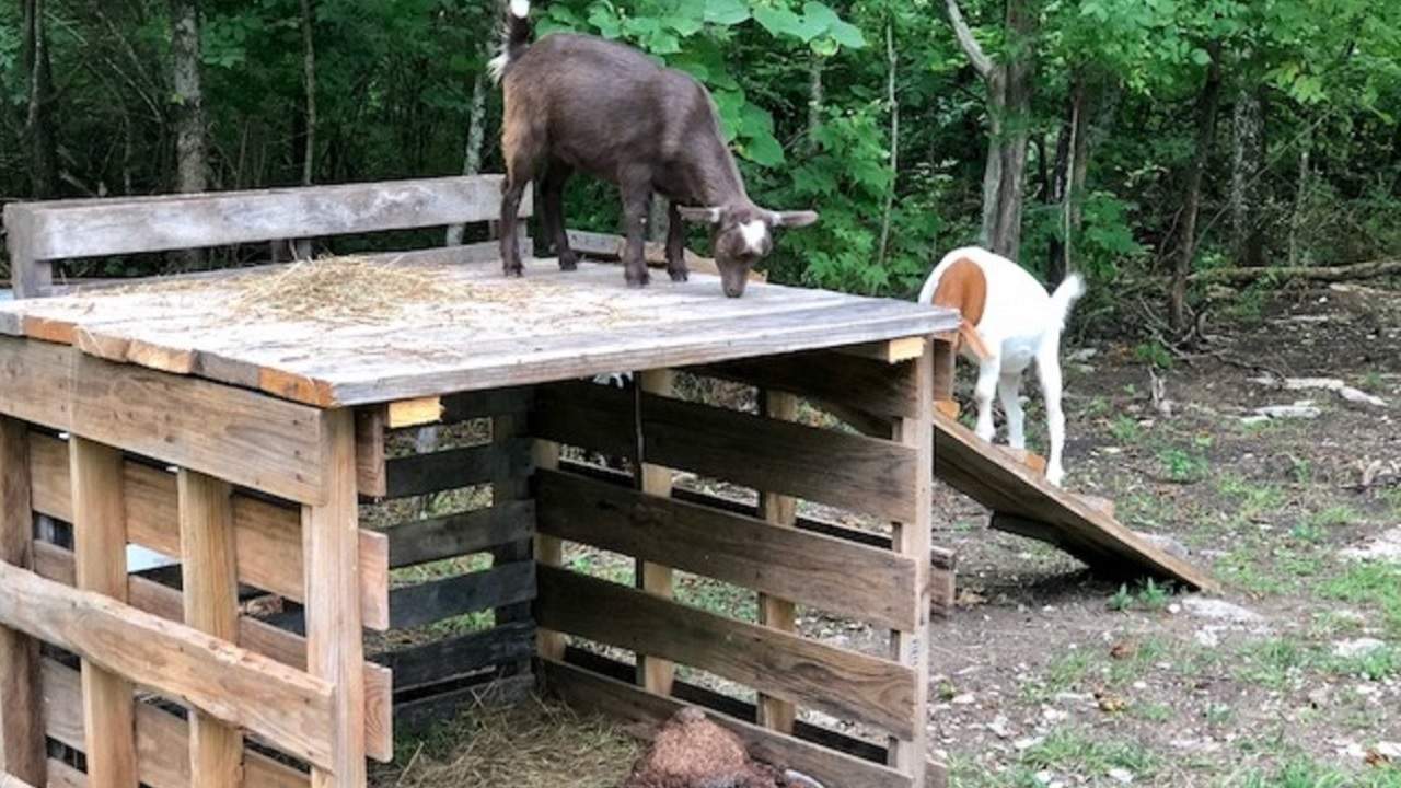 25 Cheap Easy Goat Shelter Ideas Using Diy Pallets