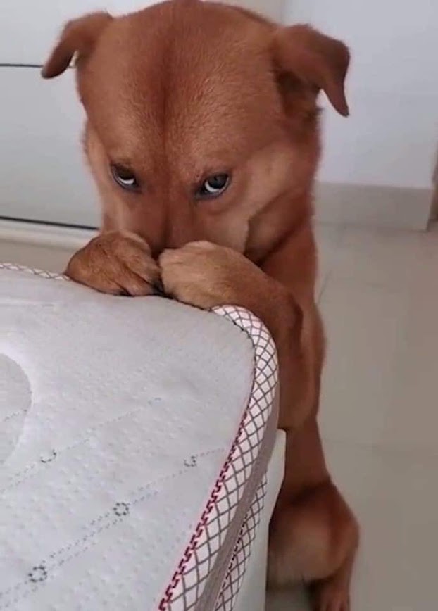 Vsadorable Momento El Perro Muestra De Forma Más Tierna Su