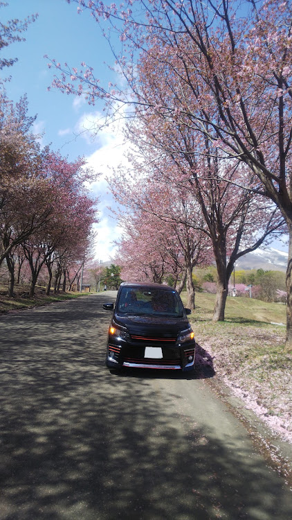 ヴォクシーの桜×愛車・桜が散る前に・弘前・岩木山の桜並木・お昼はラーメンに関するカスタム事例｜車のカスタム情報はcartune