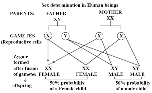 Explain Sex Determination In Humans With Line Diagram Filo