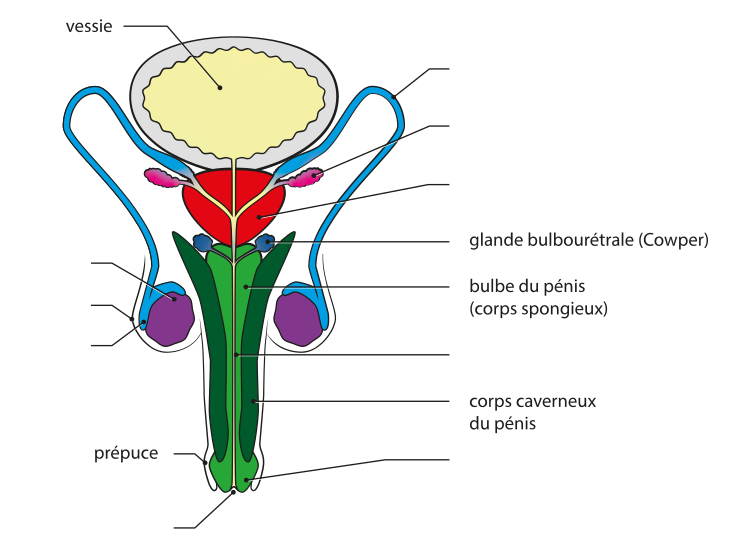 Fonctionnement De Lappareil Reproducteur Masculin Lyc