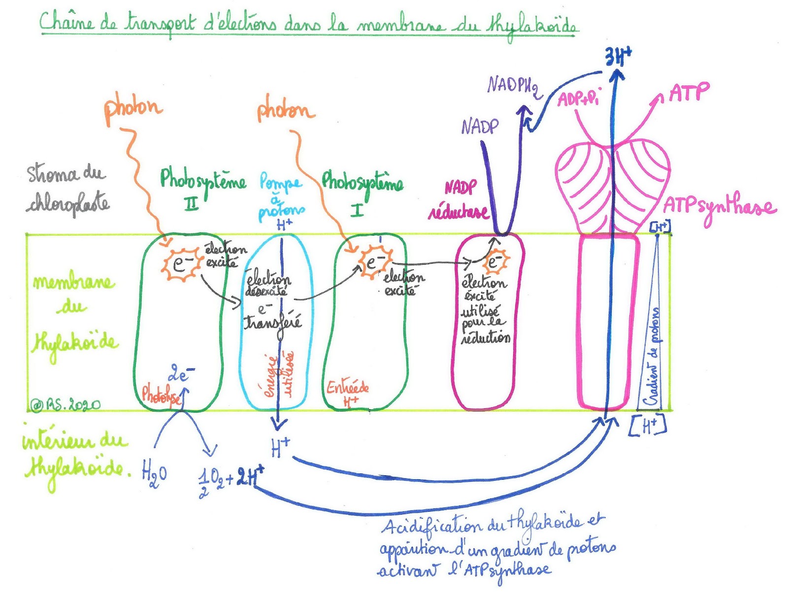 La Production De Matière Par Les Plantes à Fleurs