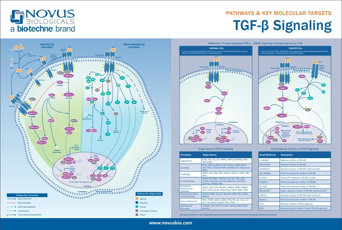 Novus Tgf Beta Signaling Pathway