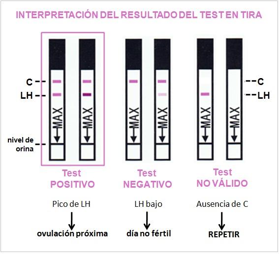 Test De Ovulación Como Funcionan Y Cuando Hacerlo Eyf