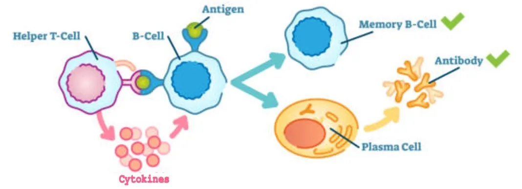 Prelimsverse Difference Between T Cells And B Cells Ias Exam