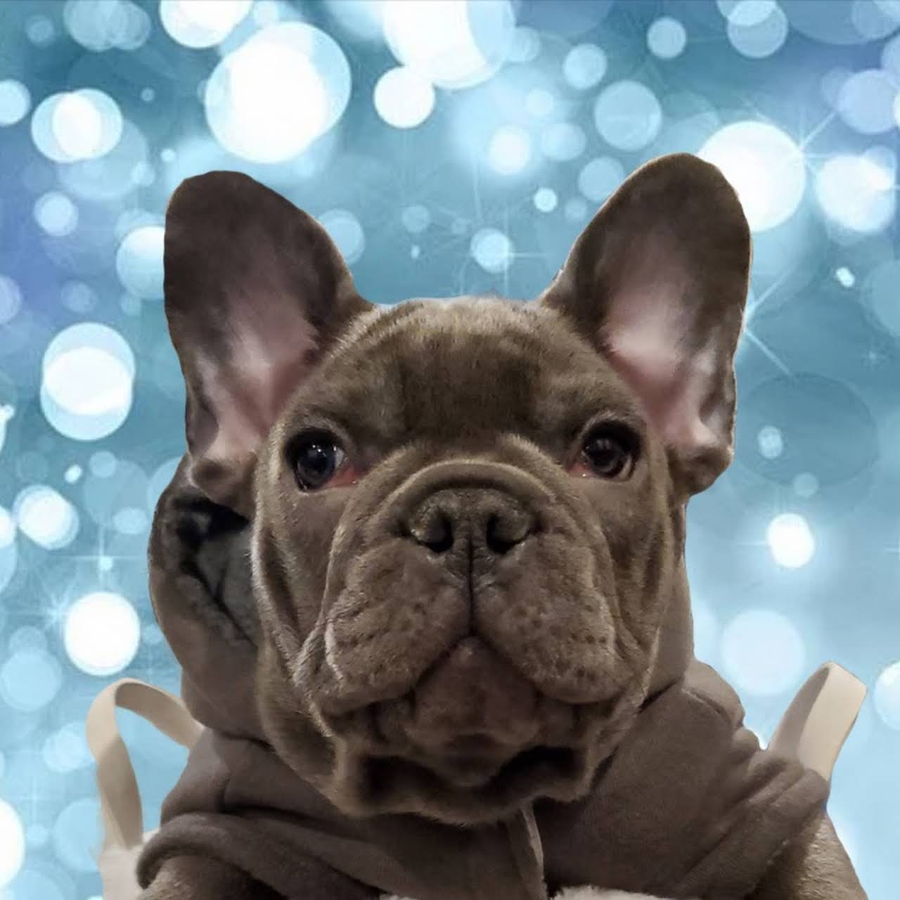 Rad Frenchies French Bulldog Puppies For Sale Ontario Canada Follow Us