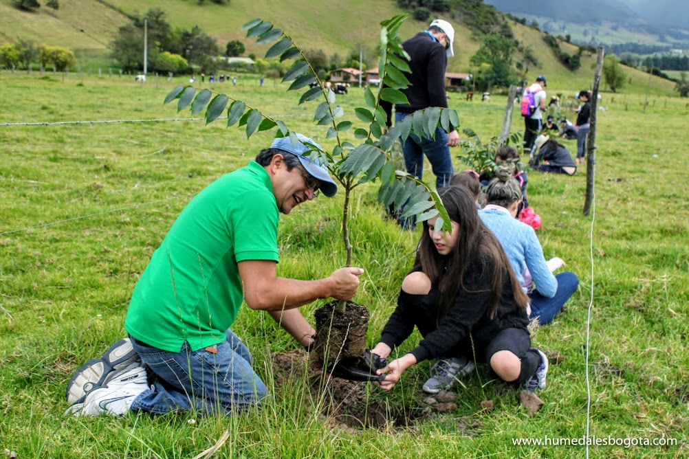 Programas De Siembra Y Plantación De árboles Fundación Humedales Bogotá