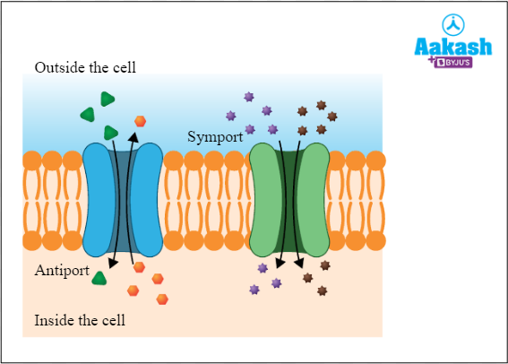 Active Transport In Biology Definition Types And Importance Of Active