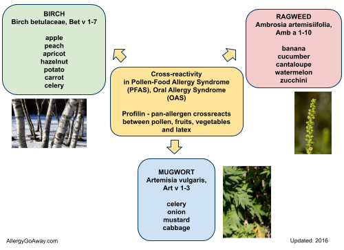 Allergy Notes Cross Reactivity In Oral Allergy Syndrome Mind Map