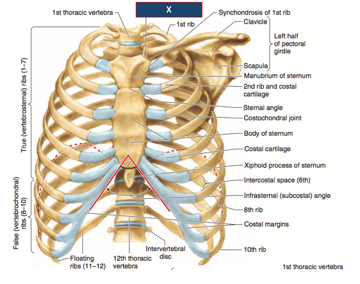 Anatomy Of Chest Ribs Posterior Rib Cage Muscles Thor