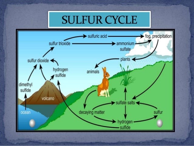 The Sulfur Cycle 12018