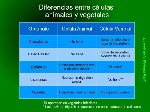 Cuadro Comparativo Semejanza Y Diferencia Mobile Lege