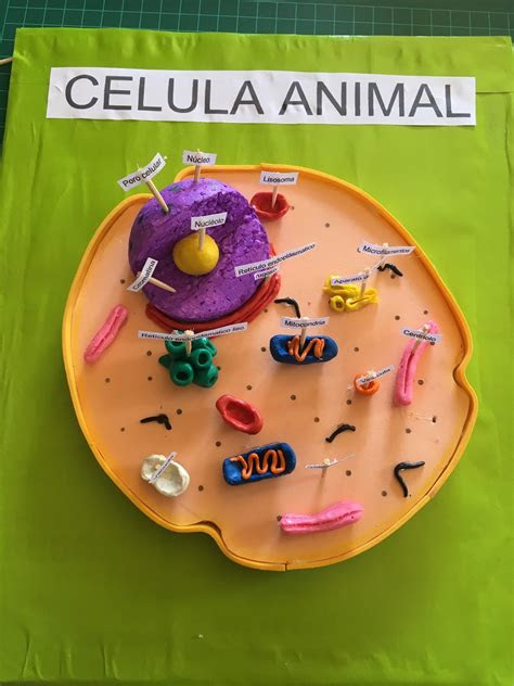 Maqueta De Celula Animal Con Material Reciclable Material Colección