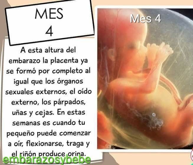 Como Se Ve Un Bebe De 4 Meses De Embarazo Consejos De Bebé