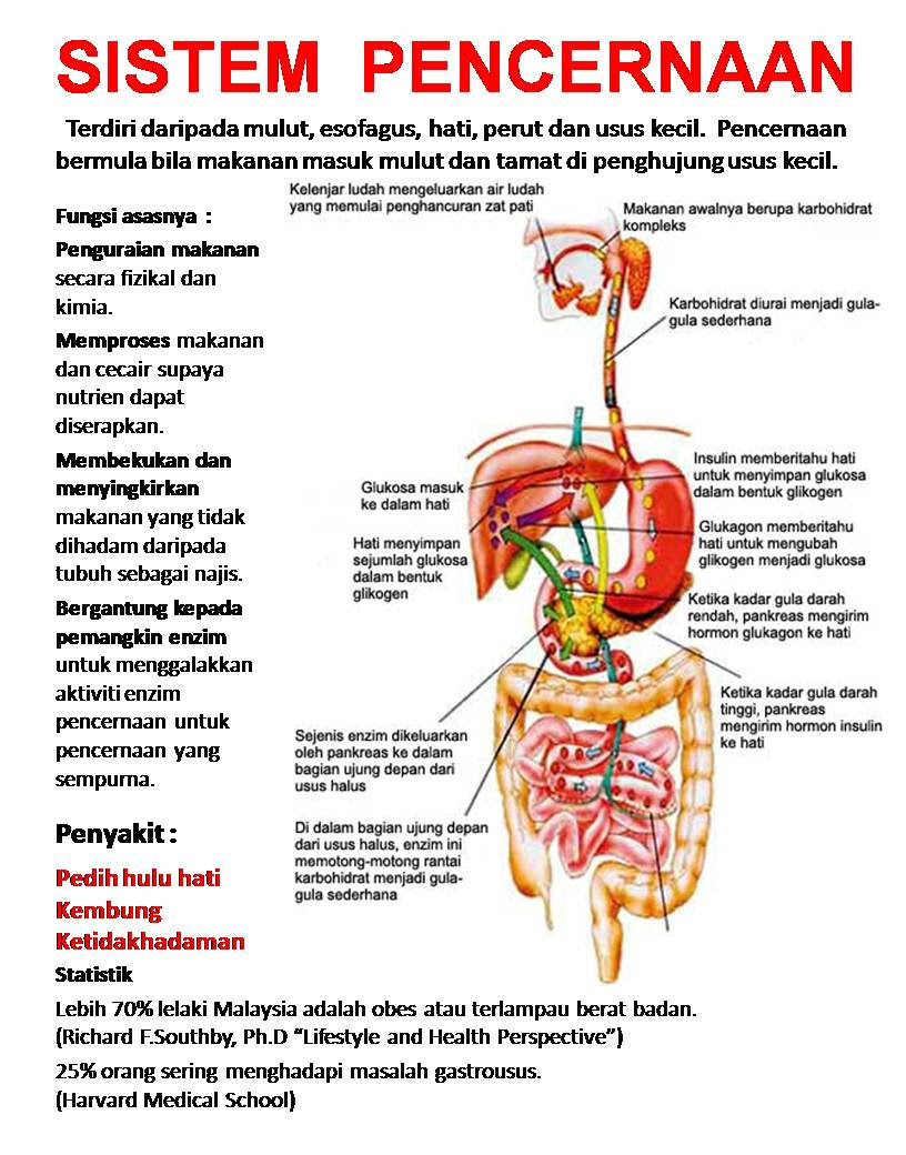 Jurnal Sistem Pencernaan Manusia Homecare24