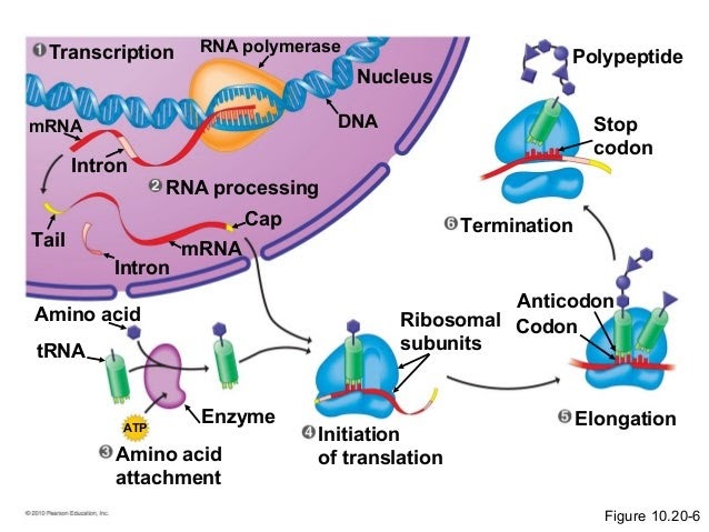 Fajarv Protein Synthesis Transcription Diagram Labeled