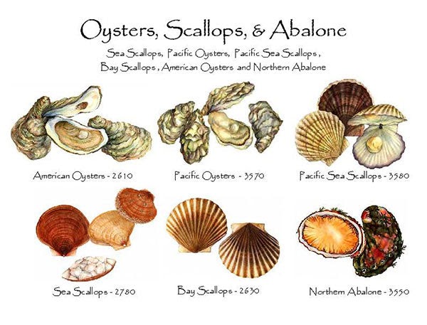 What Is The Difference Between Bay Scallops And Sea Scallops Pediaa Com