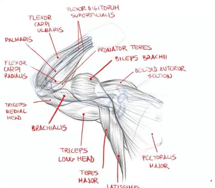 Anatomy Of The Armpit