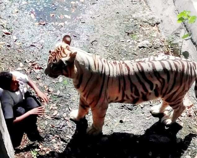 Beyond World Tiger Kills Man In Delhi Zoo After Silently Watching Him