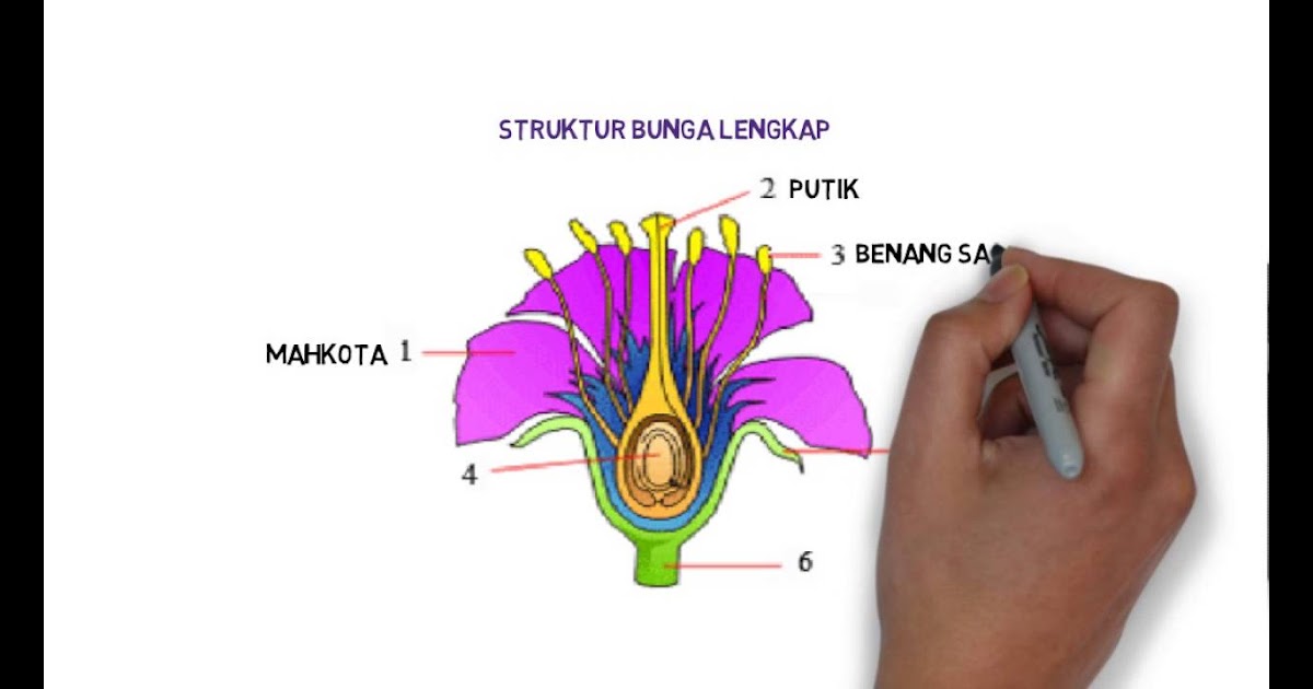 Gambar Bunga Lengkap Beserta Bagiannya Gambar Bagian Tumbuhan