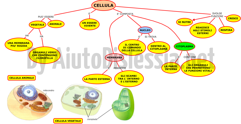 Schema Sulla Cellula Animale E Vegetale Sannaerry