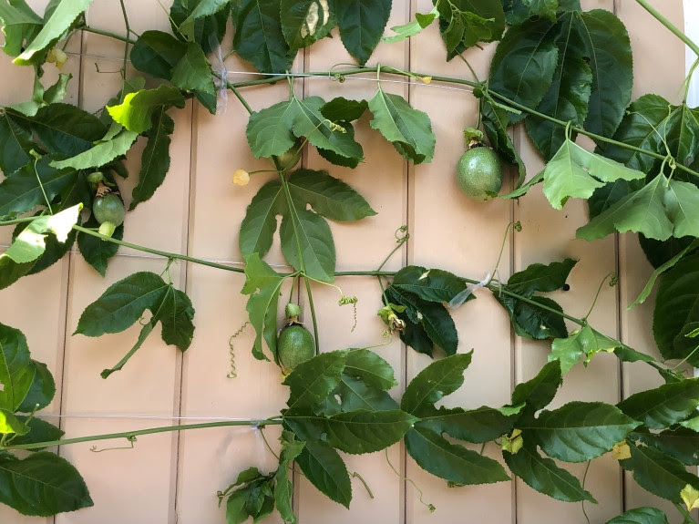 How To Grow A Passion Fruit Tree Fruit Trees