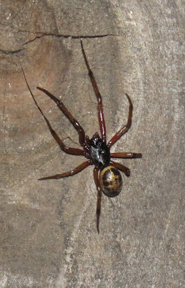 Noble False Widow Spider Project Noah