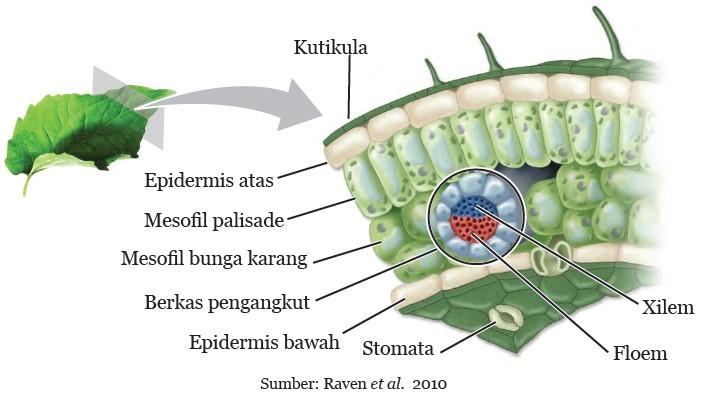 Struktur Penampang Daun Materi Belajar Online