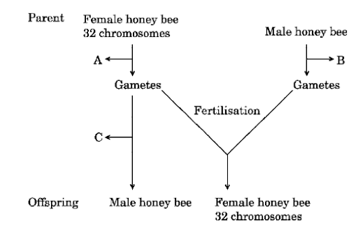 The Cytological Observations Made In A Number Of Insects Led To The Devel