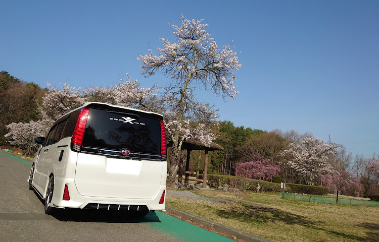 ヴォクシーのサクラと愛車・桜とコラボ・桜・早朝写活に関するカスタム事例｜車のカスタム情報はcartune