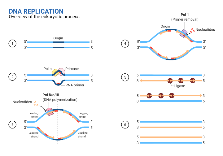 What Is The Importance Of Dna Copying In Reproduction Edumarz