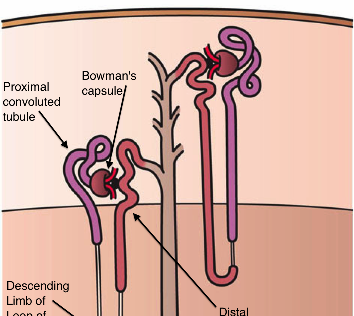 Renal Physiology Part 1 Structure Renal Blood Flow And Gfr