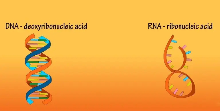 Dna Vs Rna Structure Differences And Comparison ~ Biotechfront